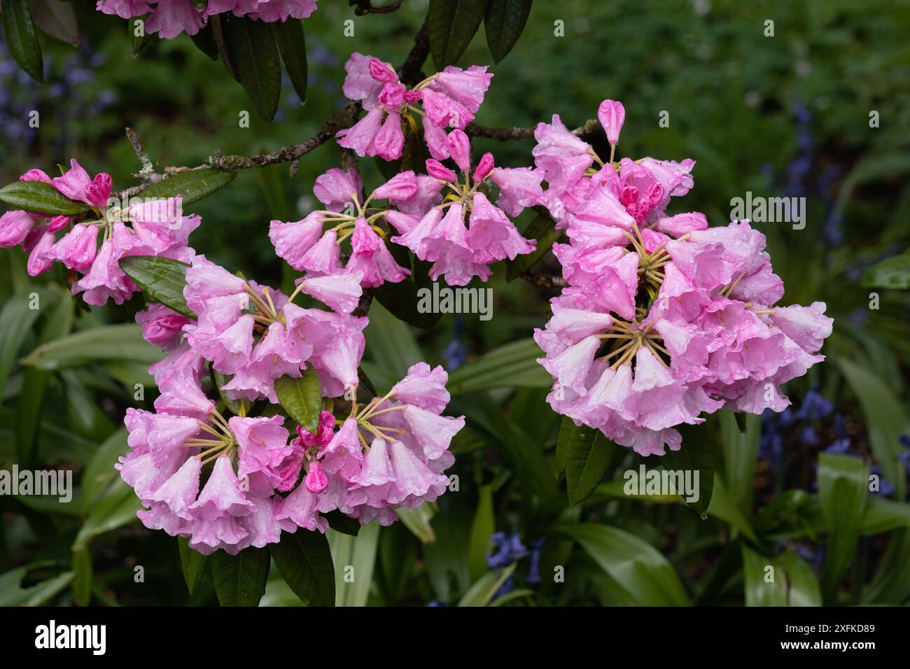 Flowers of Rhododendron argyrophyllum subsp. nankingense, evergreen ...