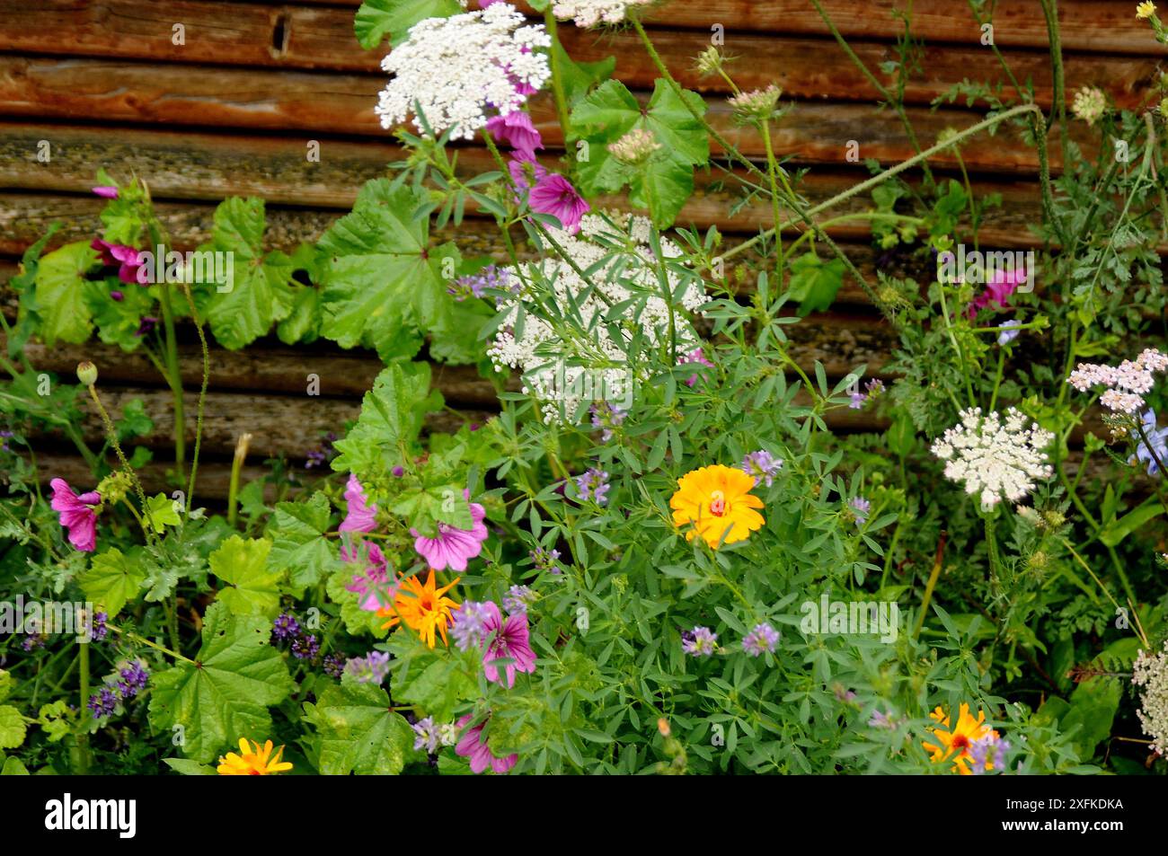 Copenhagen/ Denmark/04 July 2024/Flowers and fplants free lance ...