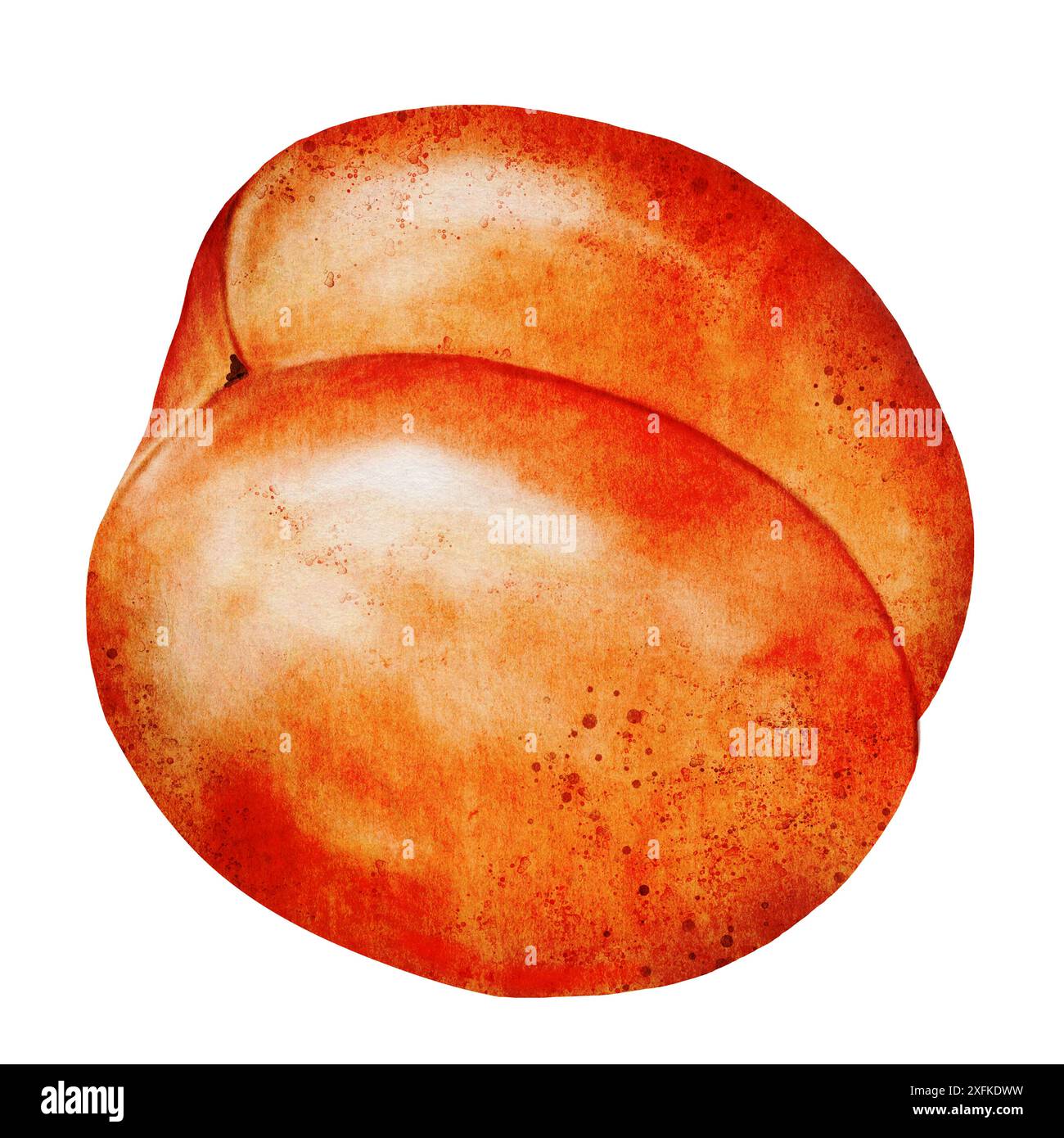 Apricot watercolor. Juicy illustration hand drawing of ripe fruit. Clip ...