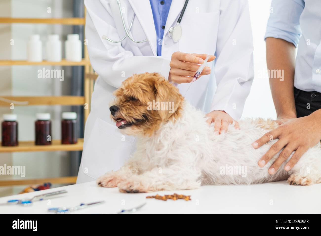 Veterinarians perform annual health examinations for dogs in animal ...