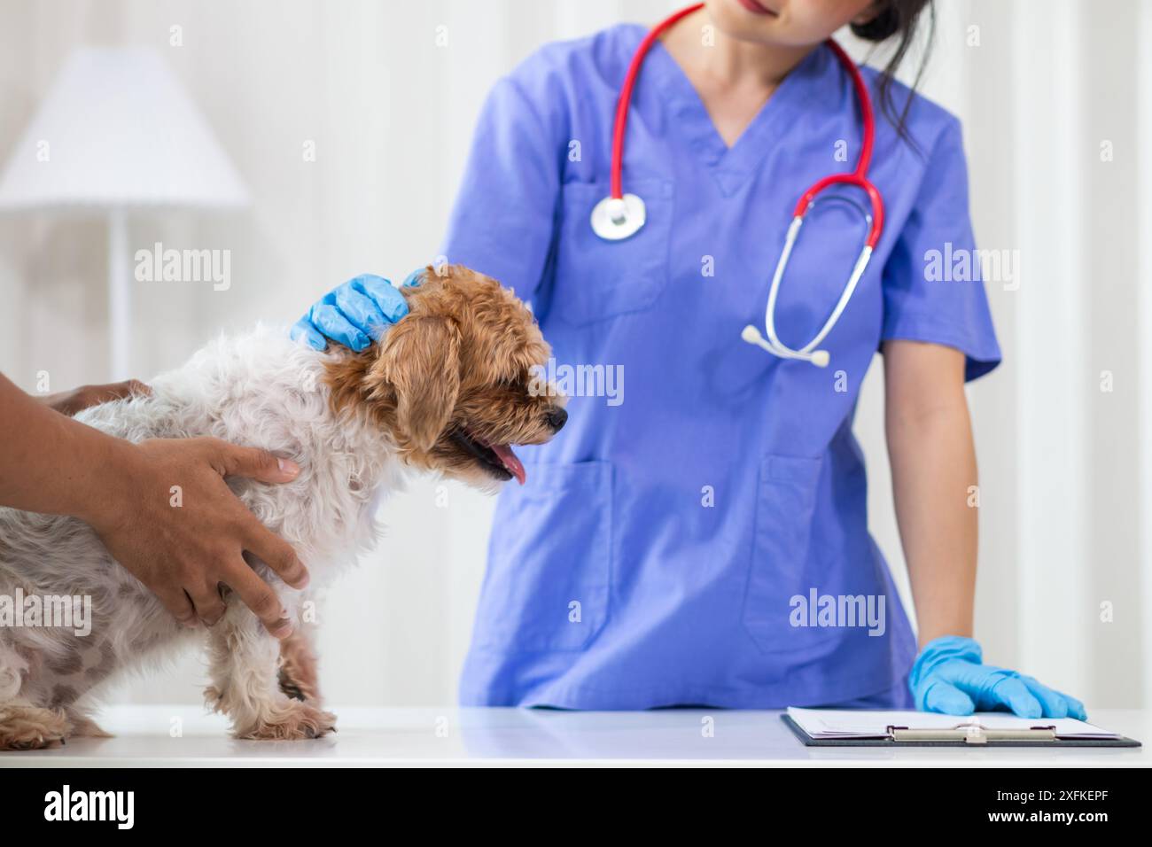 female veterinarian is playing with a dog for health checks and checks ...
