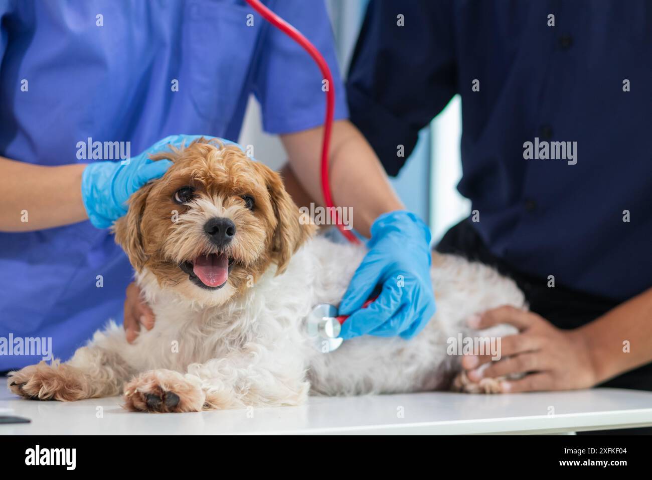 Veterinarian are using Stethoscopes to examine dog health and diagnose ...