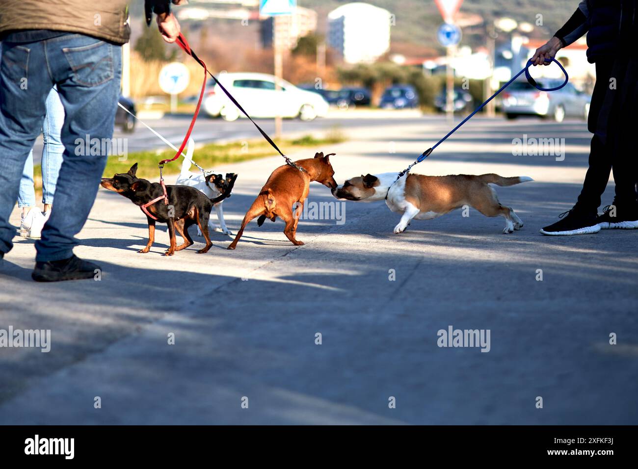 Four purebred dogs meet on the street. They sniff each other and pull ...