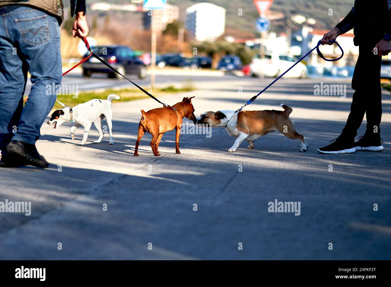 Three dogs meet on the street and sniff each other Stock Photo - Alamy