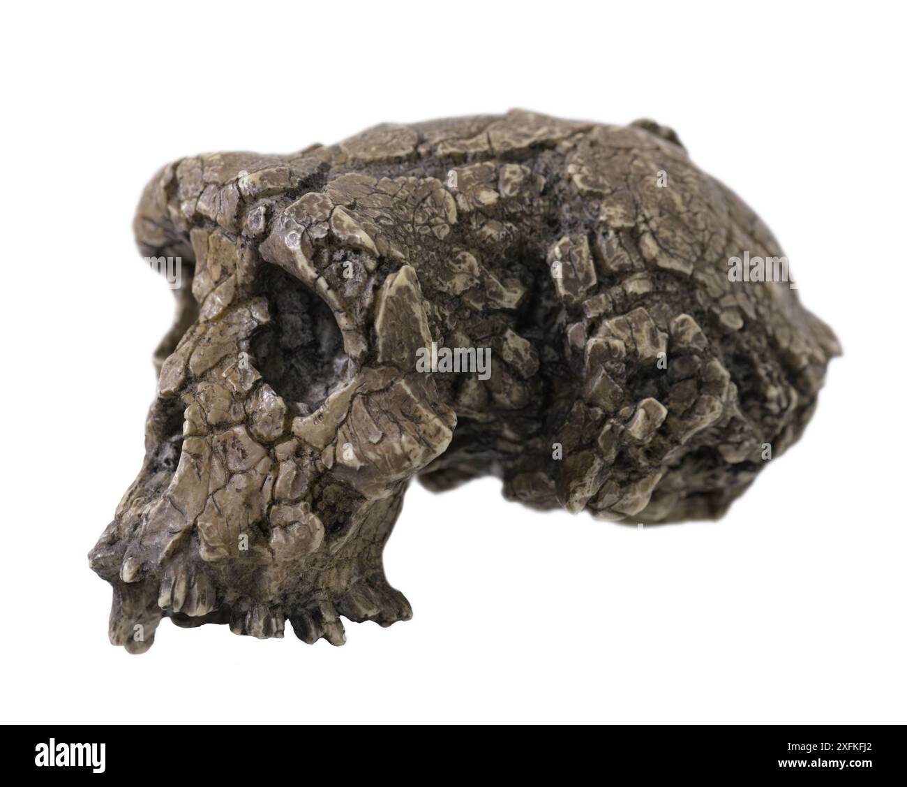 Sahelanthropus tchadensis - an extinct species of hominid dated to ...
