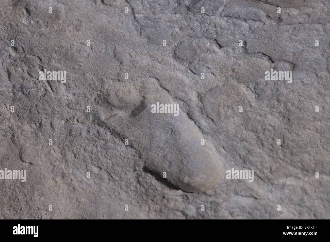 Australopithecus afarensis footprints hi-res stock photography and ...