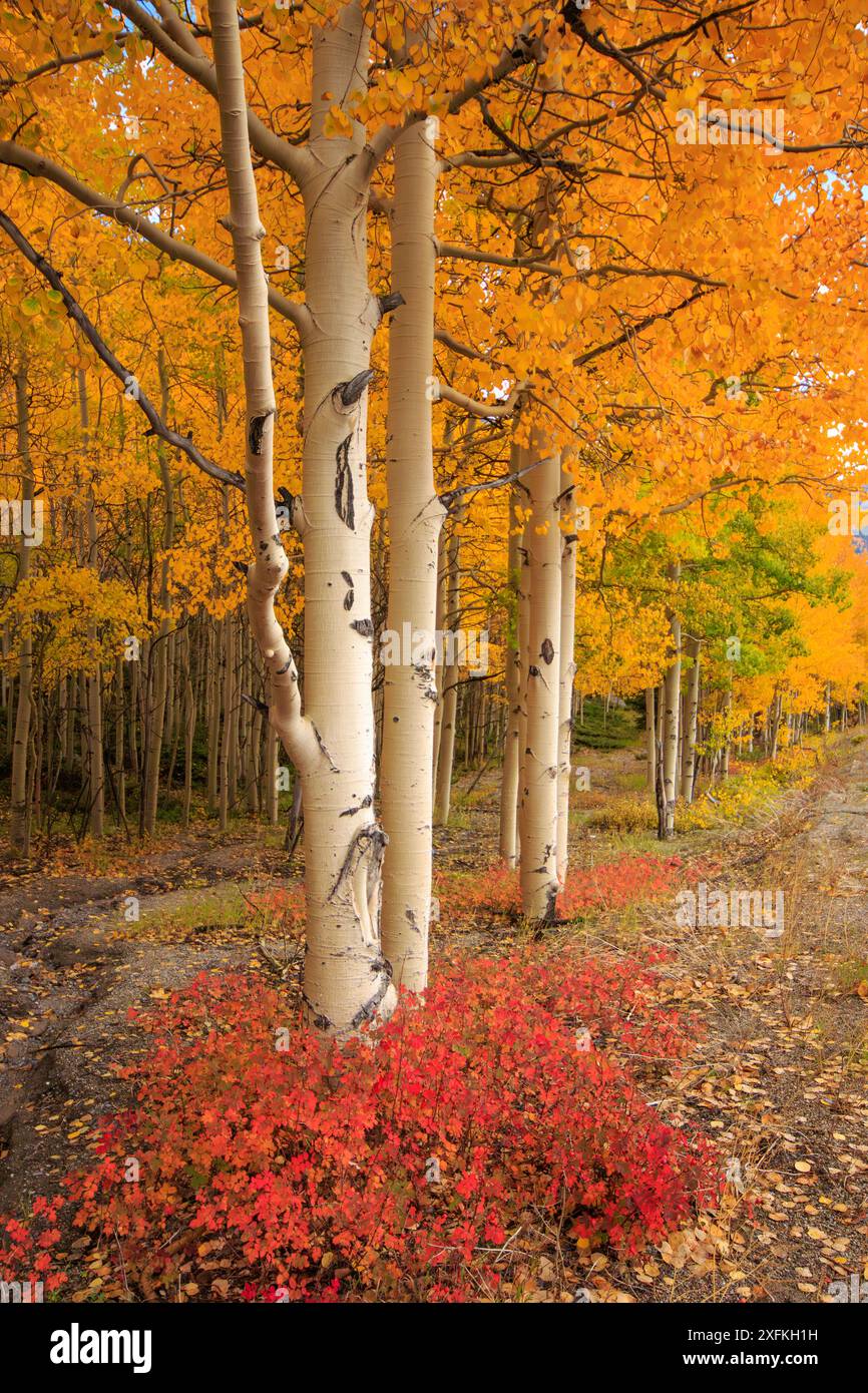 Aspen in their full fall glory Stock Photo - Alamy