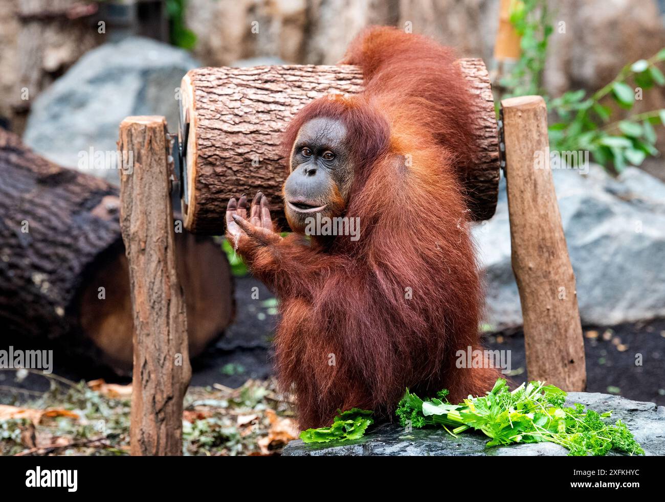 04 July 2024, Hamburg: Orangutan Sly plays on a rotating tree trunk at ...