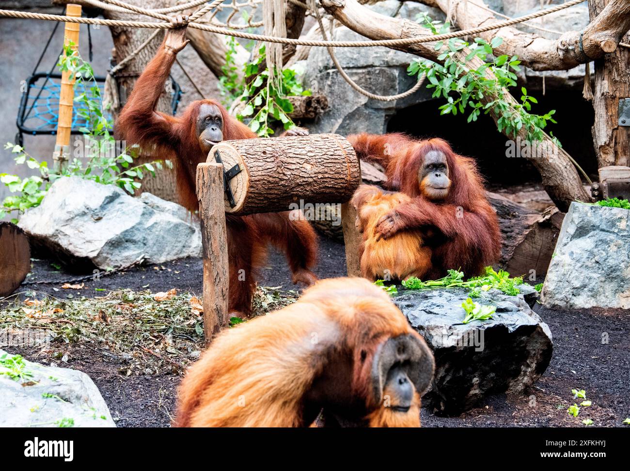 04 July 2024, Hamburg: Orangutan Marie (back, l-r), Baloo and Sly play ...