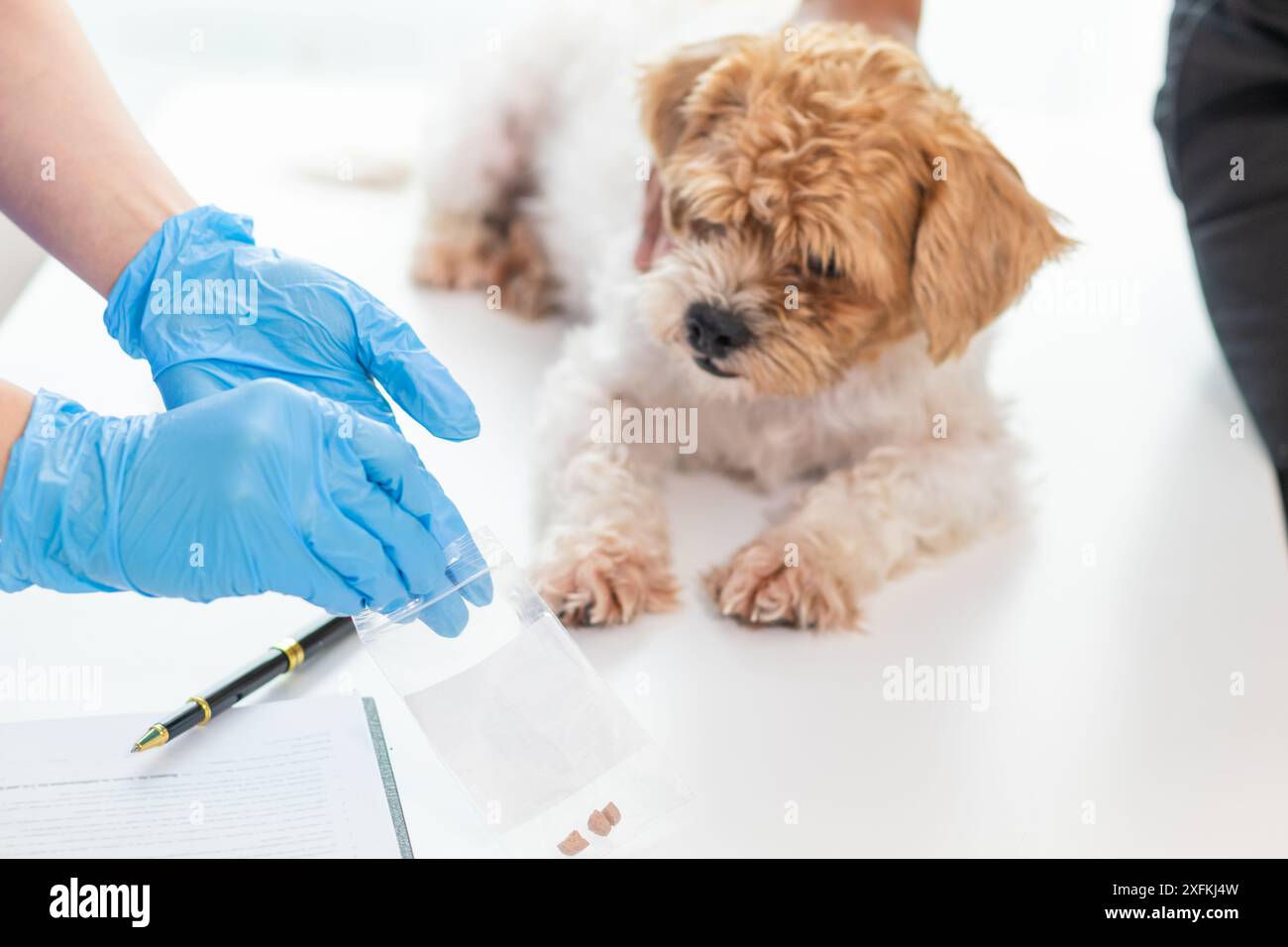 Veterinarian who specialize in veterinary medicine are examining health ...