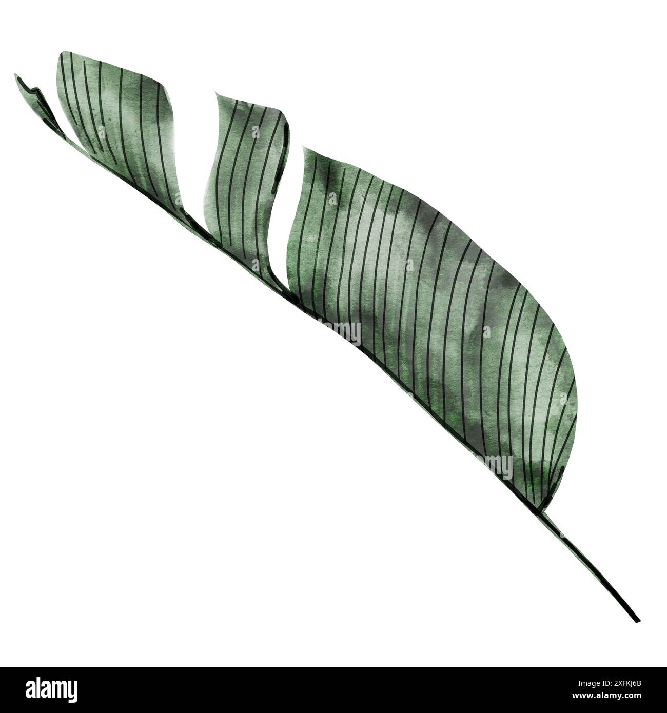 Banana leaf. Watercolor hand drawing of a tropical plant. Clip art on ...