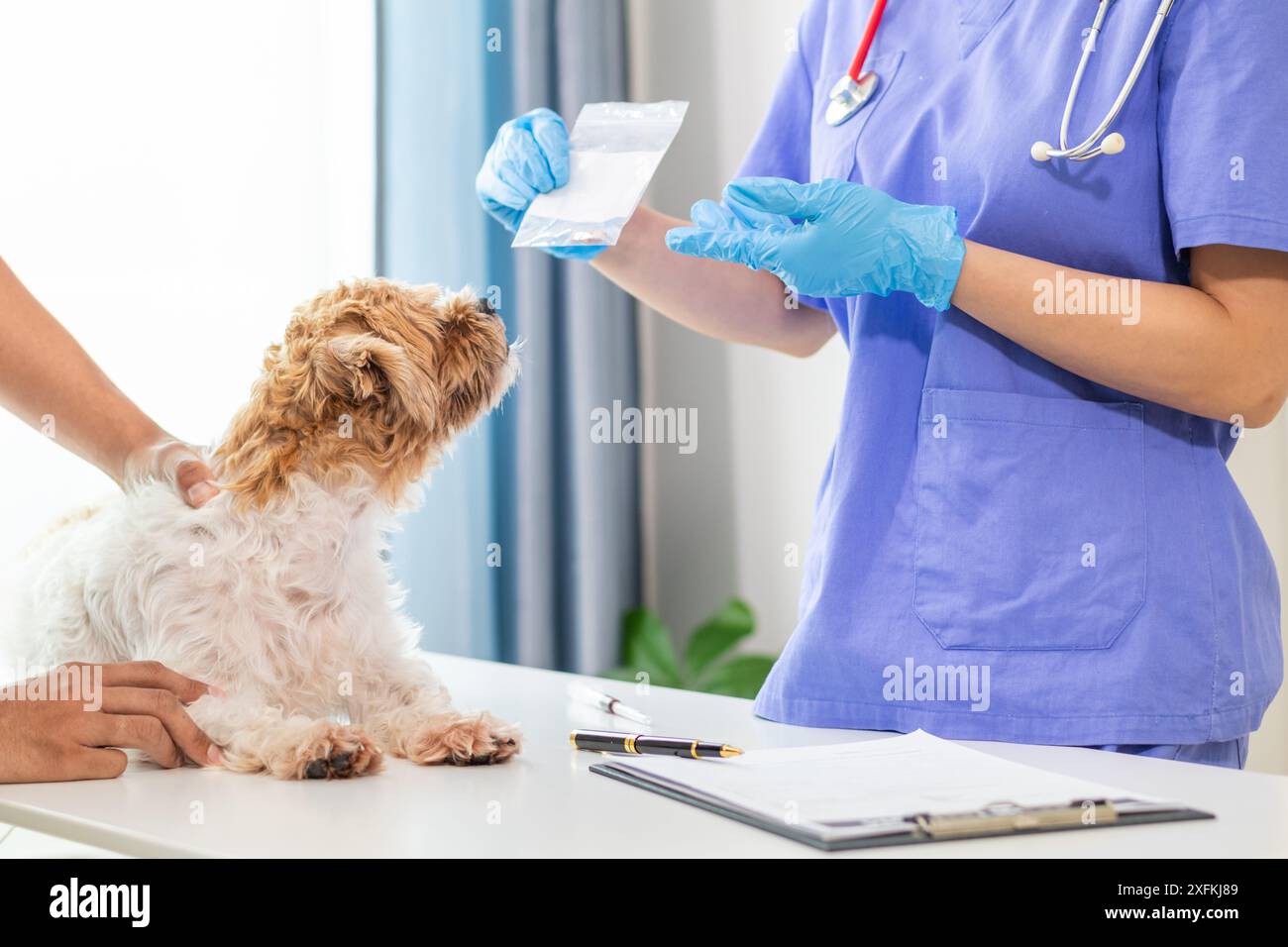 Veterinarian who specialize in veterinary medicine are examining health ...