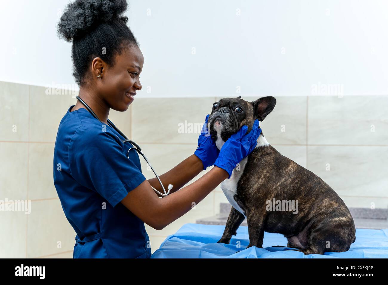 African american veterinarian examining a dog in the clinic Stock Photo ...