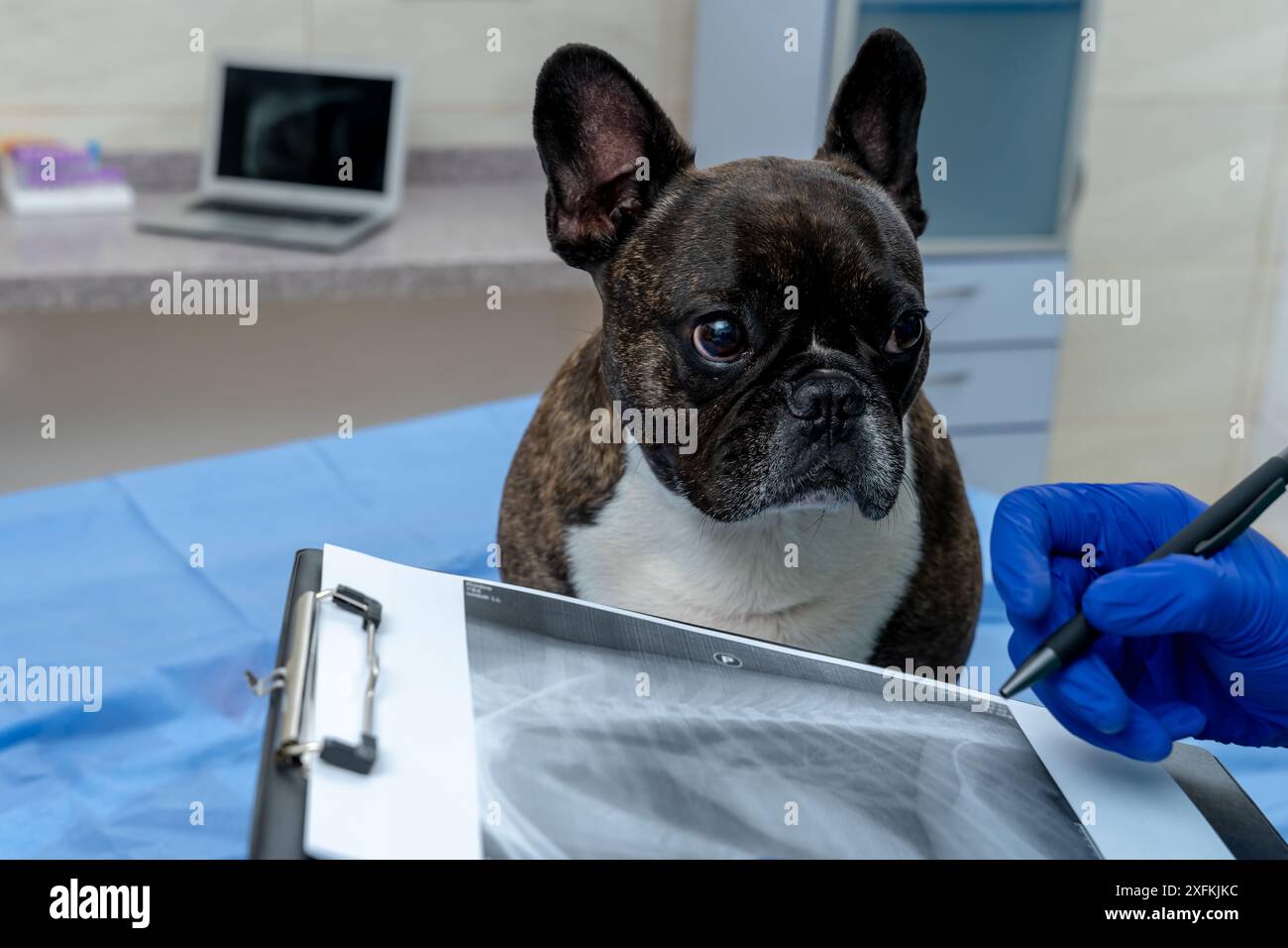 Dog sitting on a examination table after MRI procedure Stock Photo - Alamy