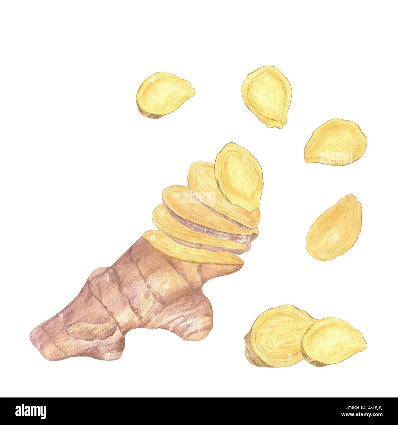 Ginger root heap. Whole and slices ginger. Watercolor illustration ...