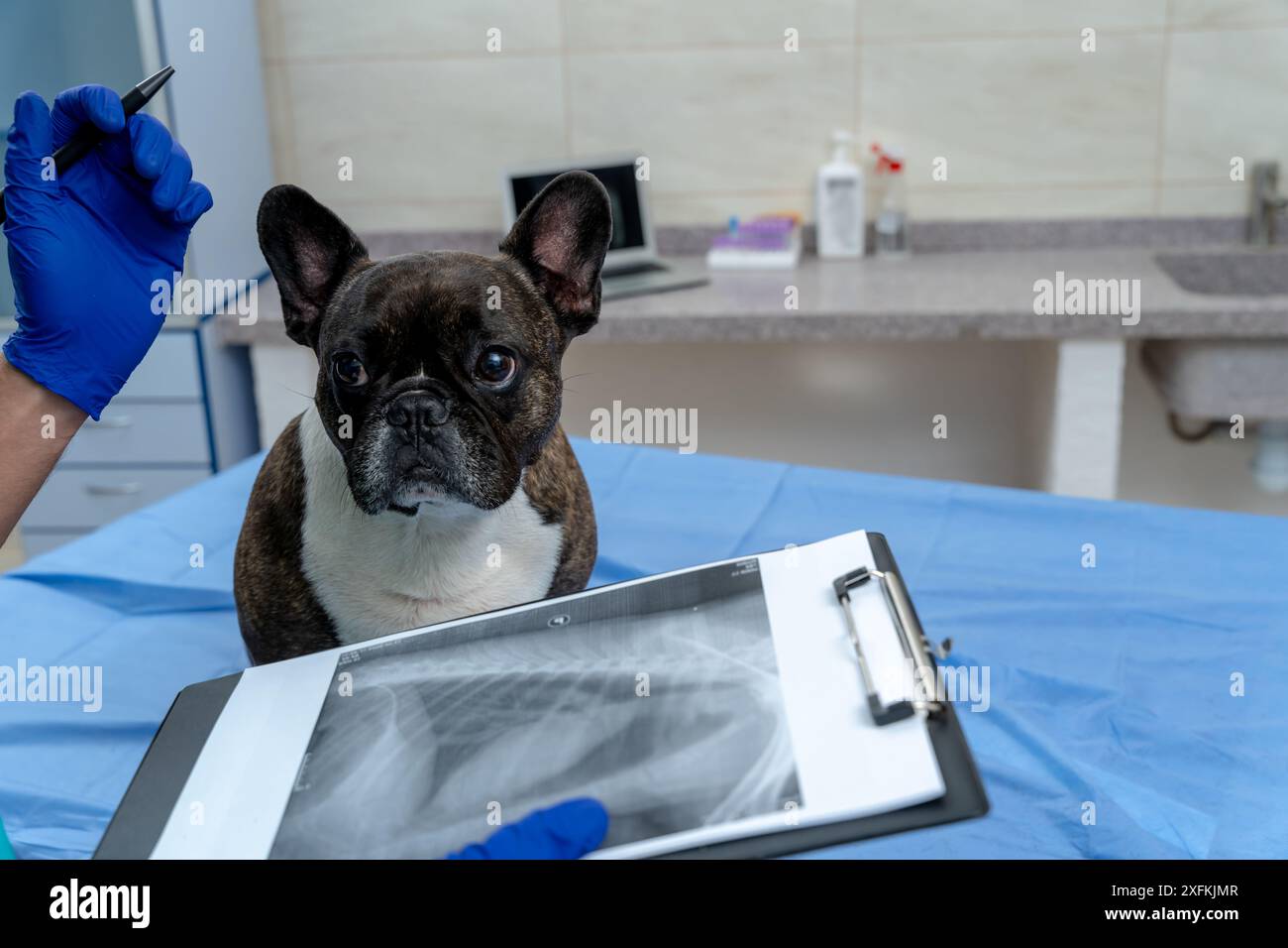 Dog sitting on a examination table after MRI procedure Stock Photo - Alamy