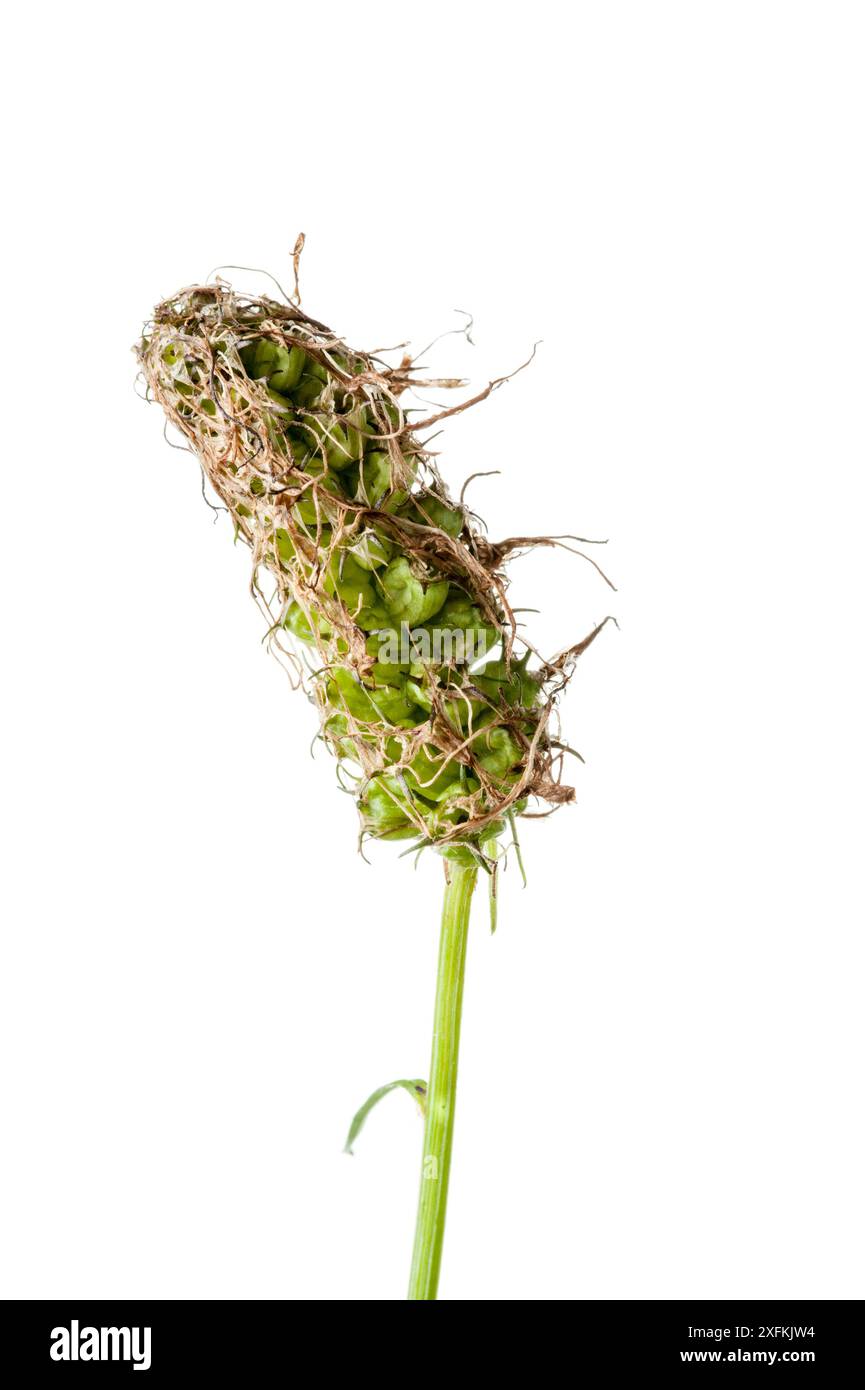Black rampion (Phyteuma nigrum), Buchelberg, Pfalz, Germany. June ...