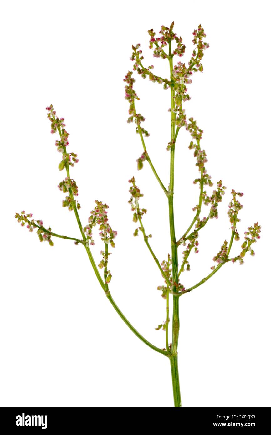 Common sorrel (Rumex acetosa), Lorsch, Hessen, Germany. June ...