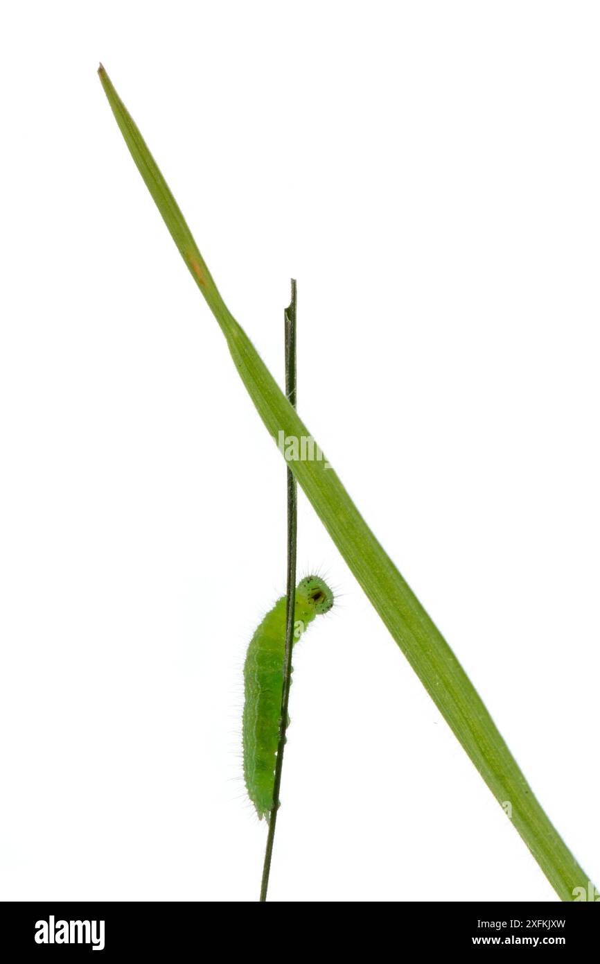 Speckled wood butterfly (Pararge aegeria) caterpillar climbing grass ...