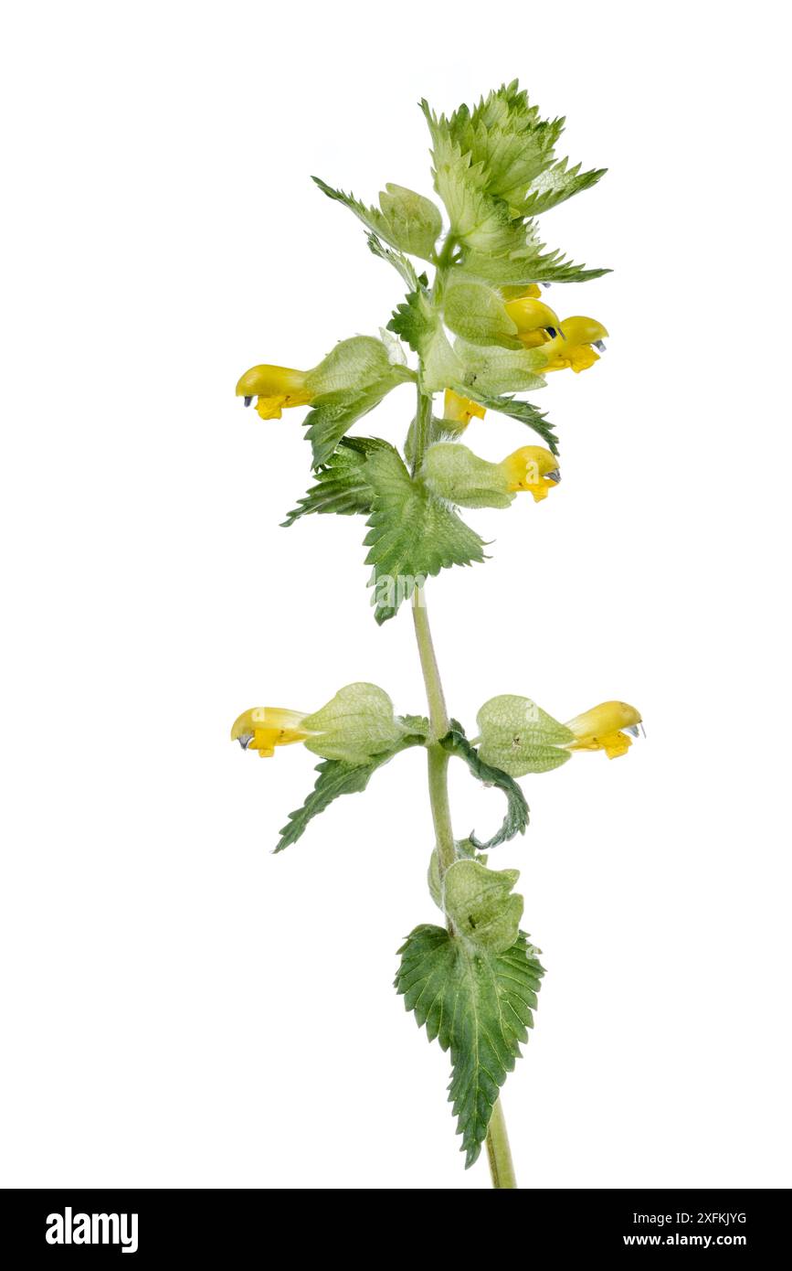 Greater yellow rattle (Rhinanthus alectorolophus) flower, Buchelberg ...