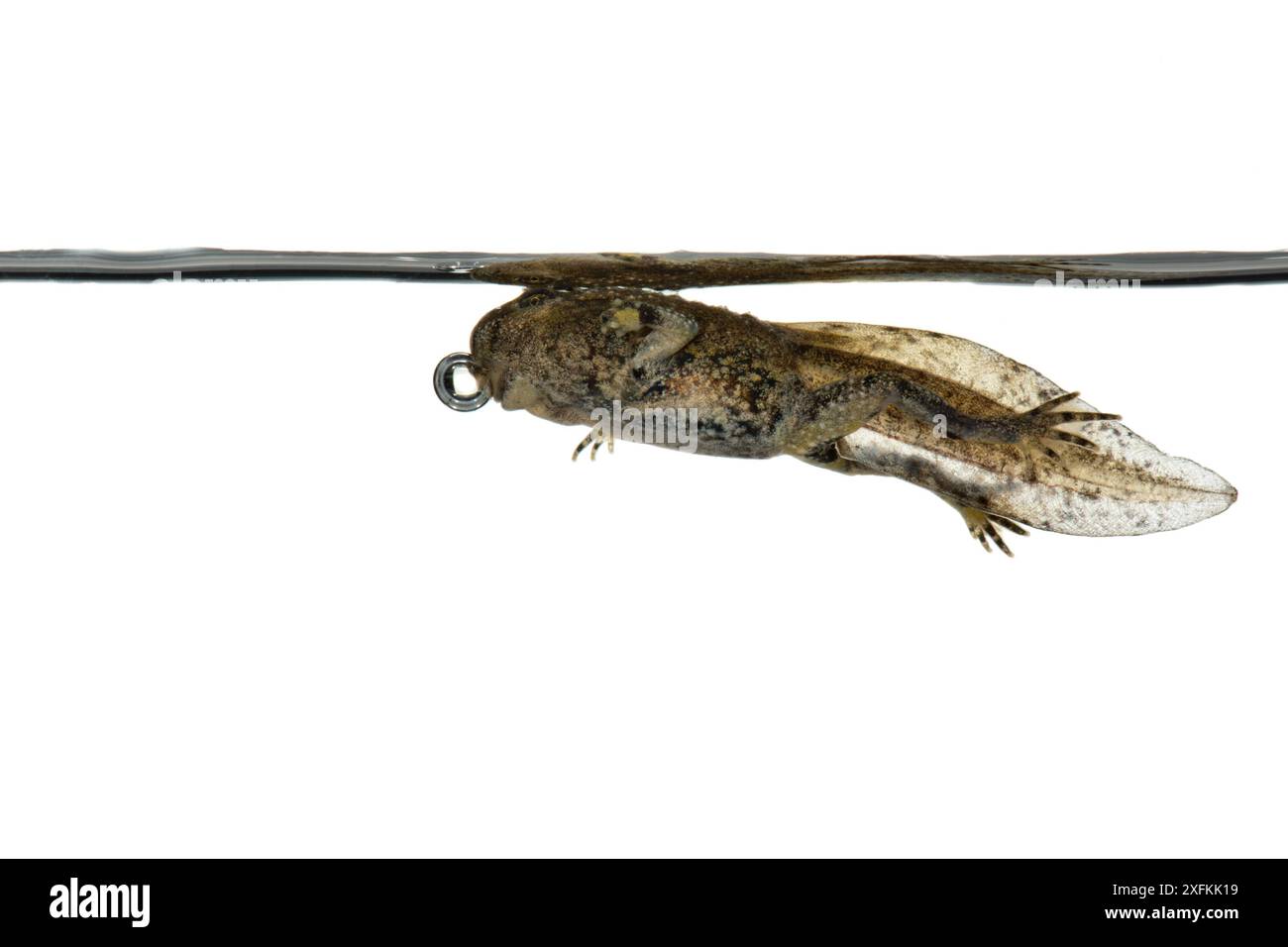 Yellow bellied toad (Bombina variegata) developing tadpole ...