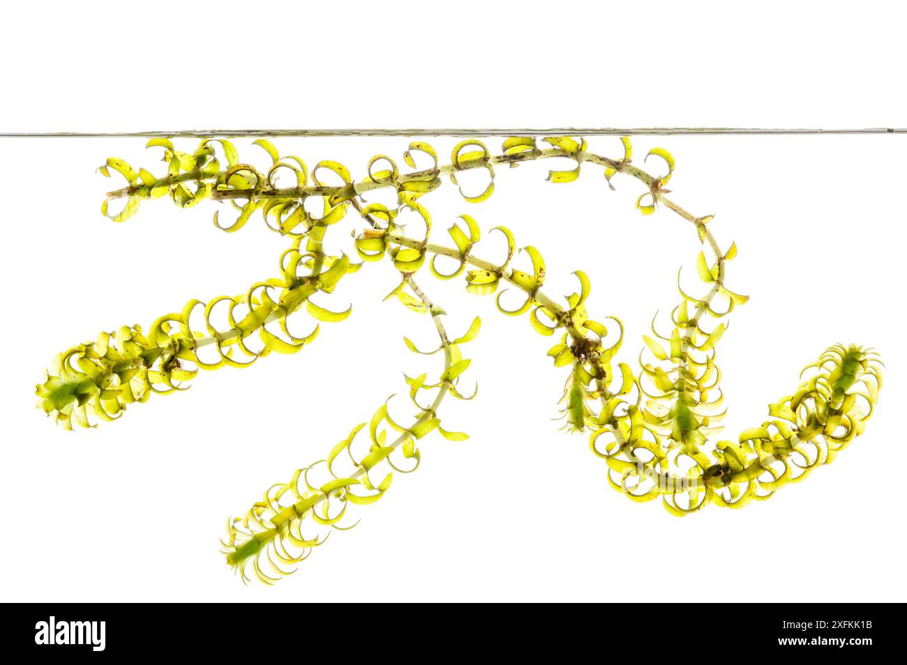 Canadian pondweed (Elodea canadensis), Lindenberg, Pfalz, Germany ...