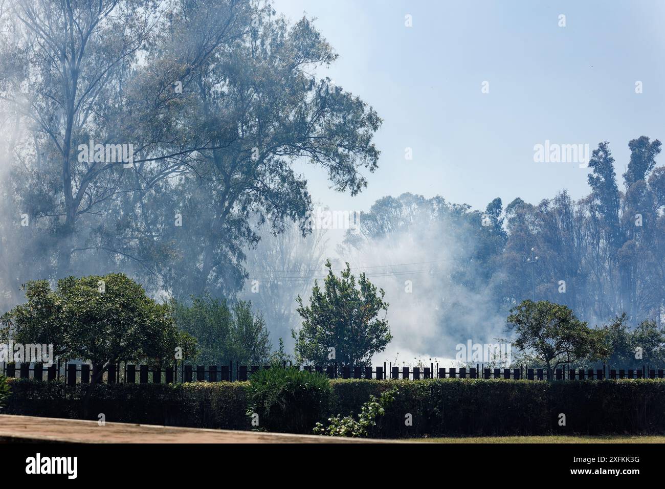 People escape from a fire with lots of smoke. tree devoured by flames ...