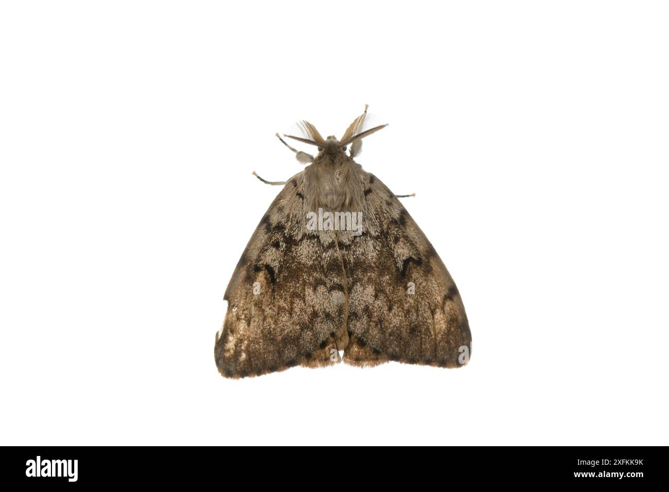 Gypsy moth (Lymantria dispar), Mechtersheim, Pfalz, Germany. July ...