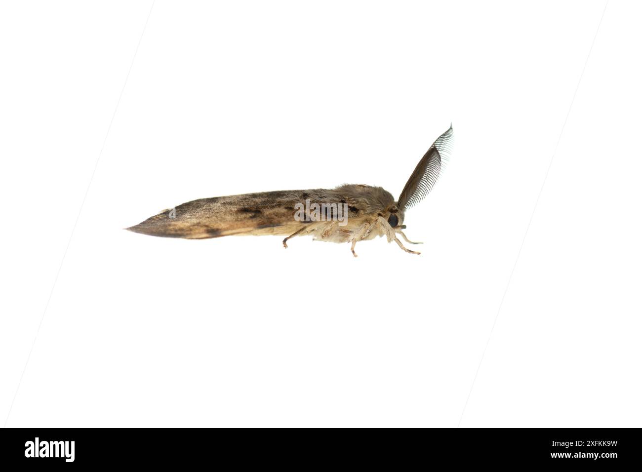 Phalaena dispar Cut Out Stock Images & Pictures - Alamy