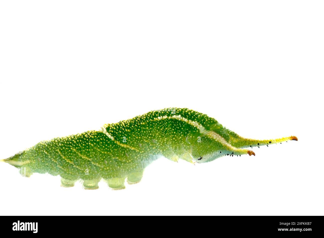 Lesser purple emperor butterfly (Apatura ilia) caterpillar, Lorsch ...