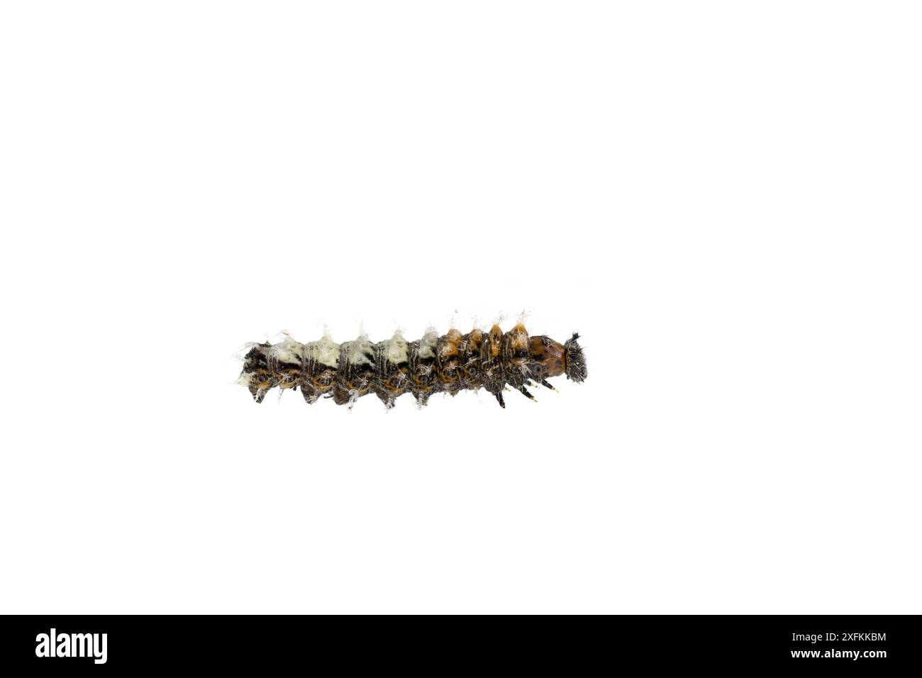 Comma butterfly (Polygonia c-album) caterpillar, Lorsch, Hessen ...
