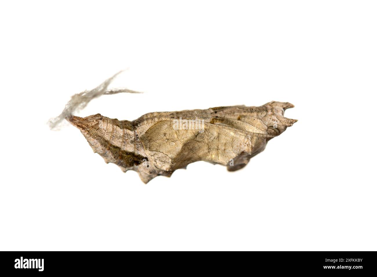 Comma butterfly (Polygonia c-album) pupa, Lorsch, Hessen, Germany. May ...