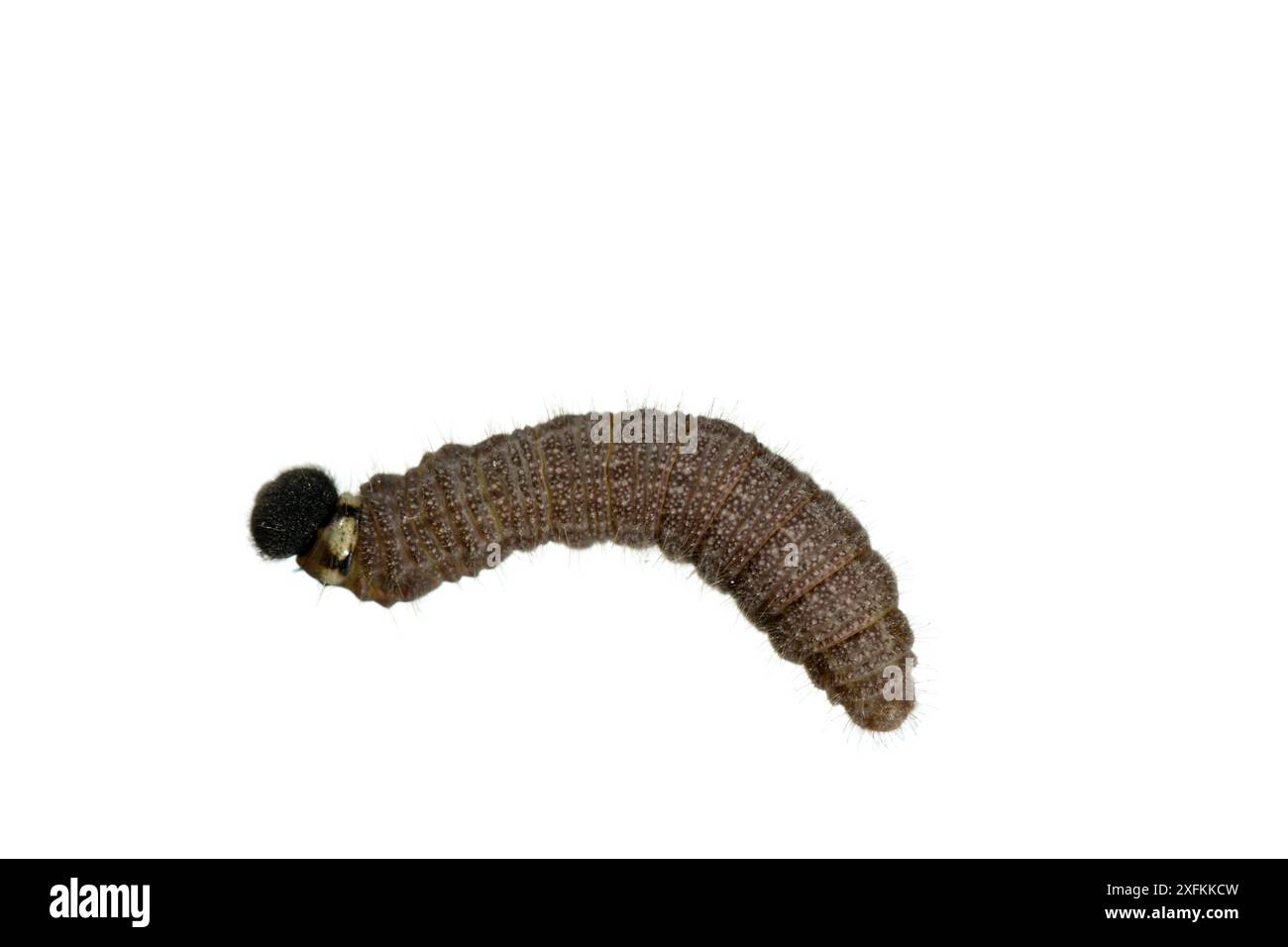 Butterfly larvas Cut Out Stock Images & Pictures - Alamy
