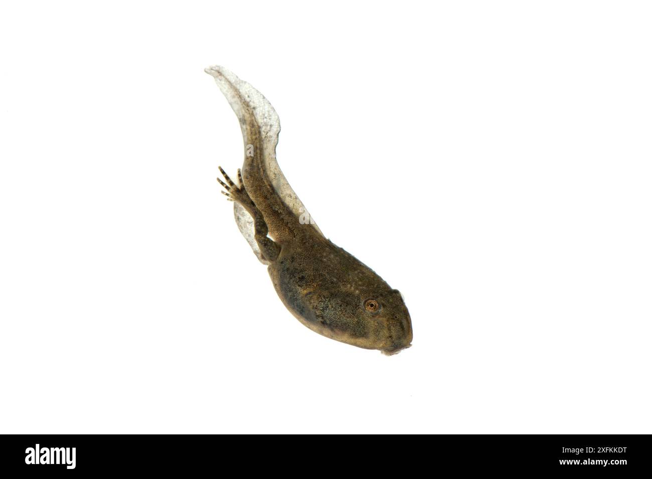 Yellow bellied toad (Bombina variegata) tadpole with hind legs ...