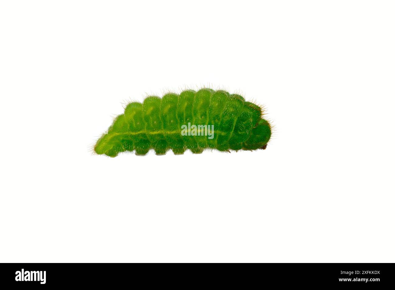 Green hairstreak larvae hi-res stock photography and images - Alamy