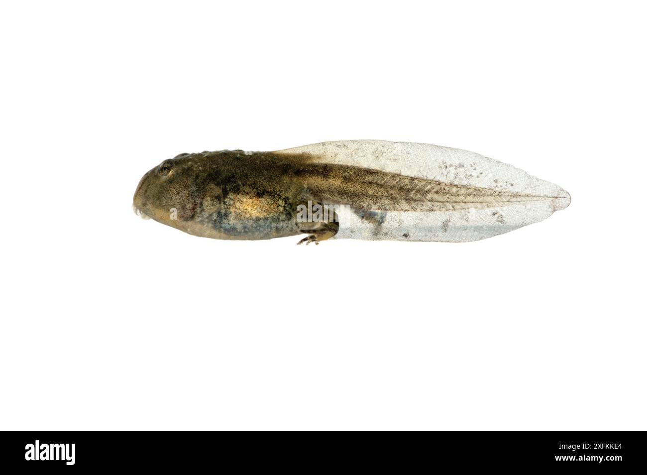 Yellow bellied toad (Bombina variegata) tadpole with hind legs ...