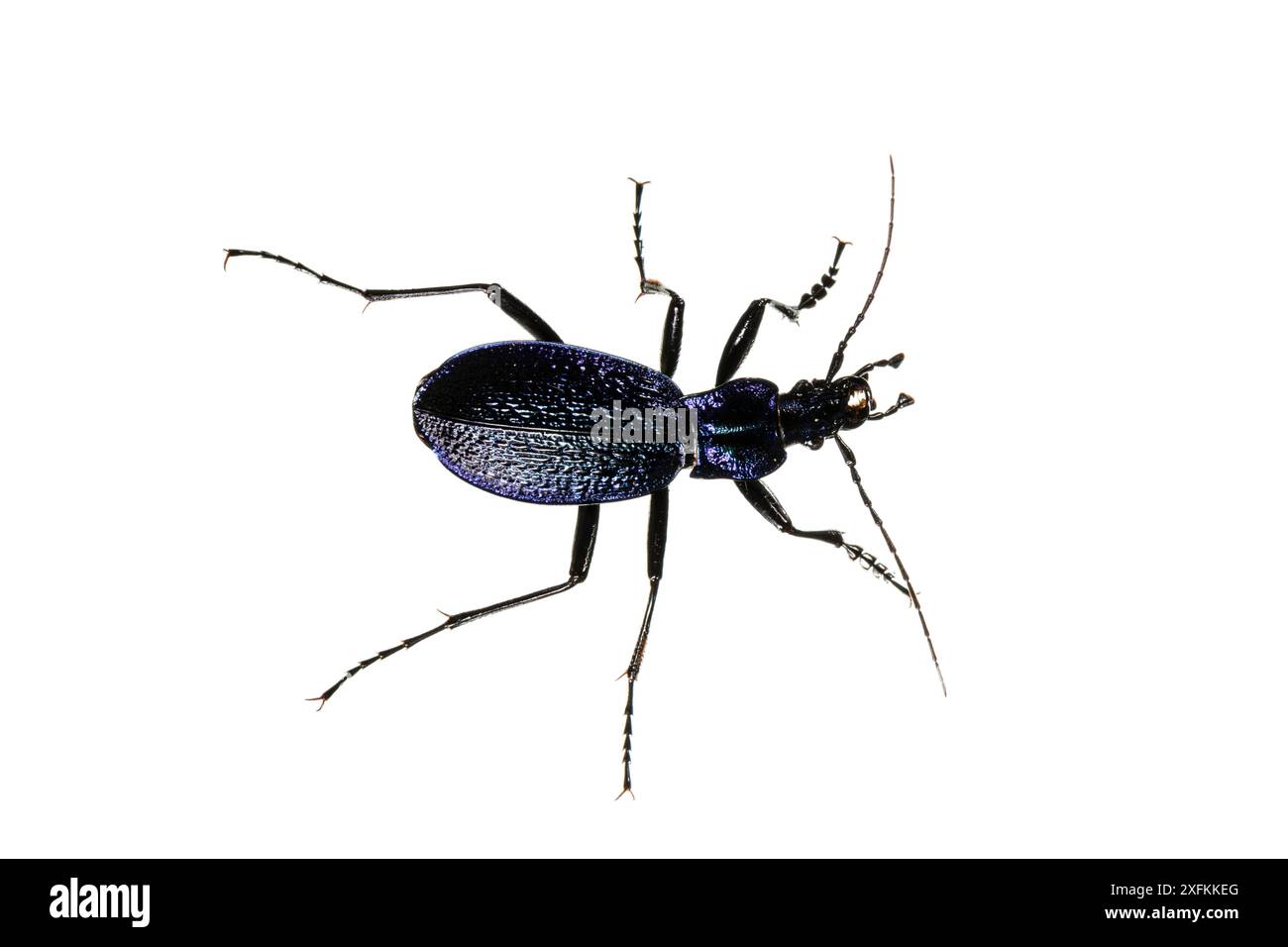 Ground / leather beetle (Carabus coriaceus), Bienwald, Germany ...