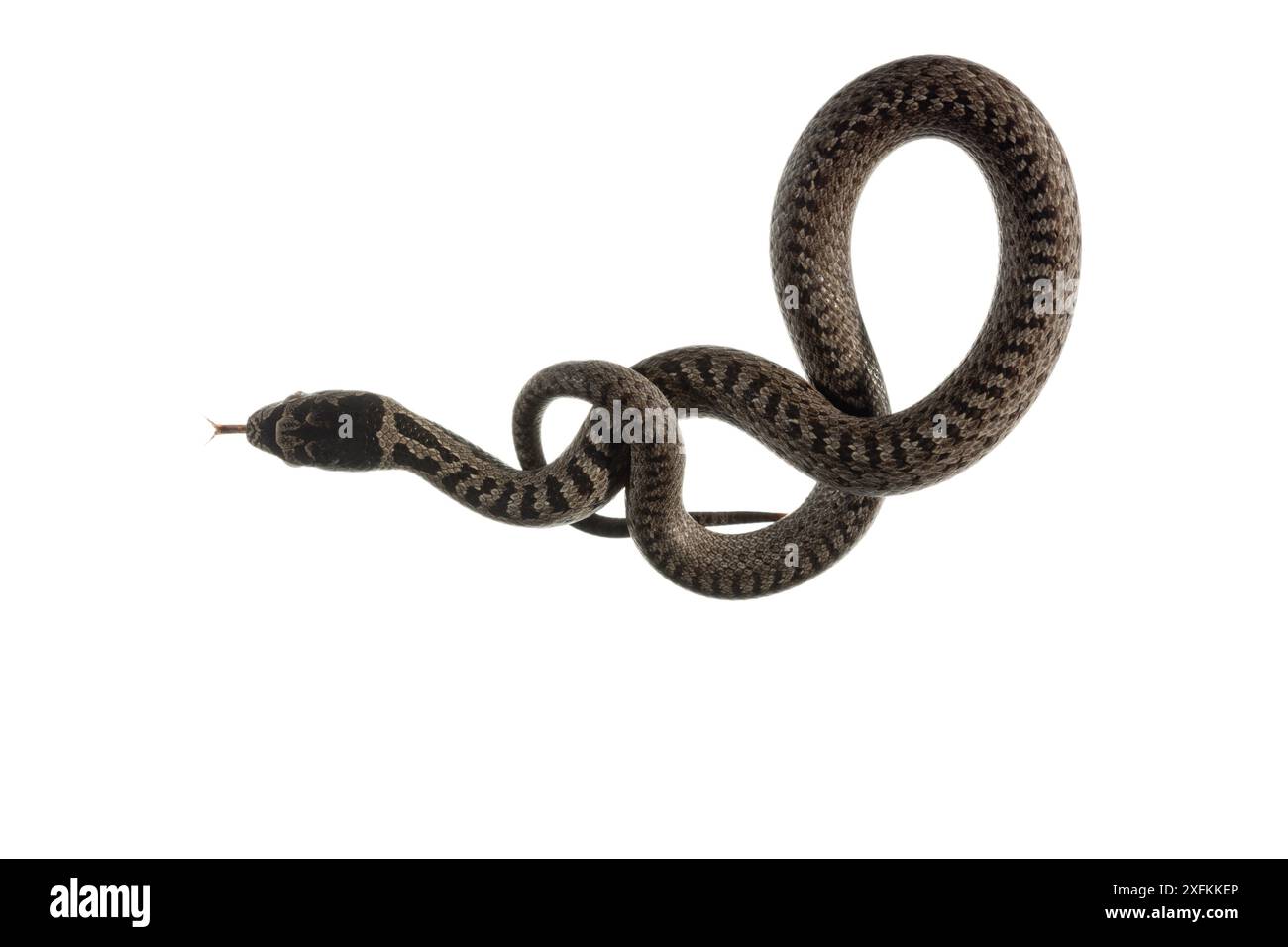 Smooth snake (Coronella austriaca), Staudernheim, Germany ...