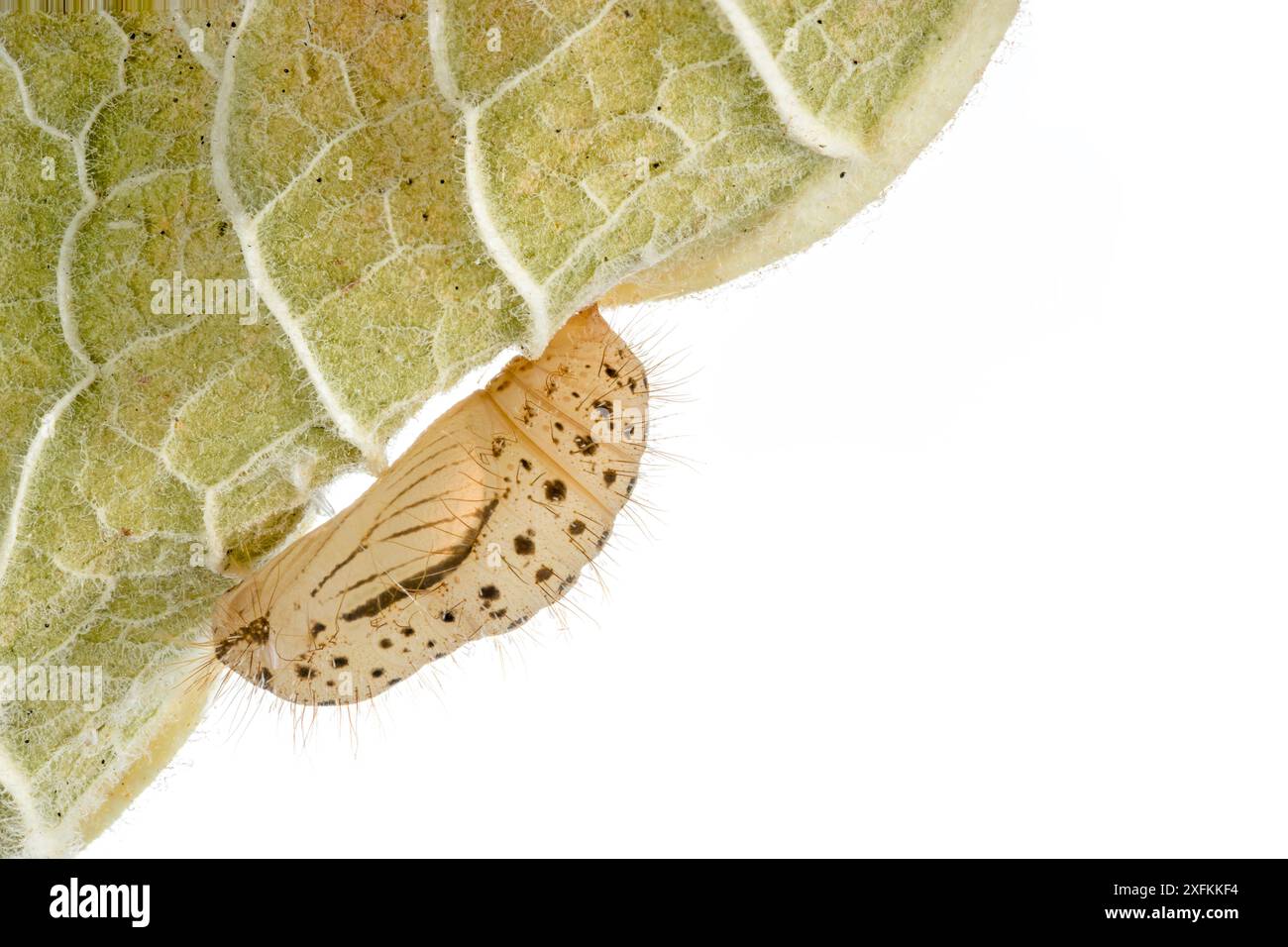 Duke of Burgundy butterfly (Hamearis lucina) pupa on leaf, Lorsch ...