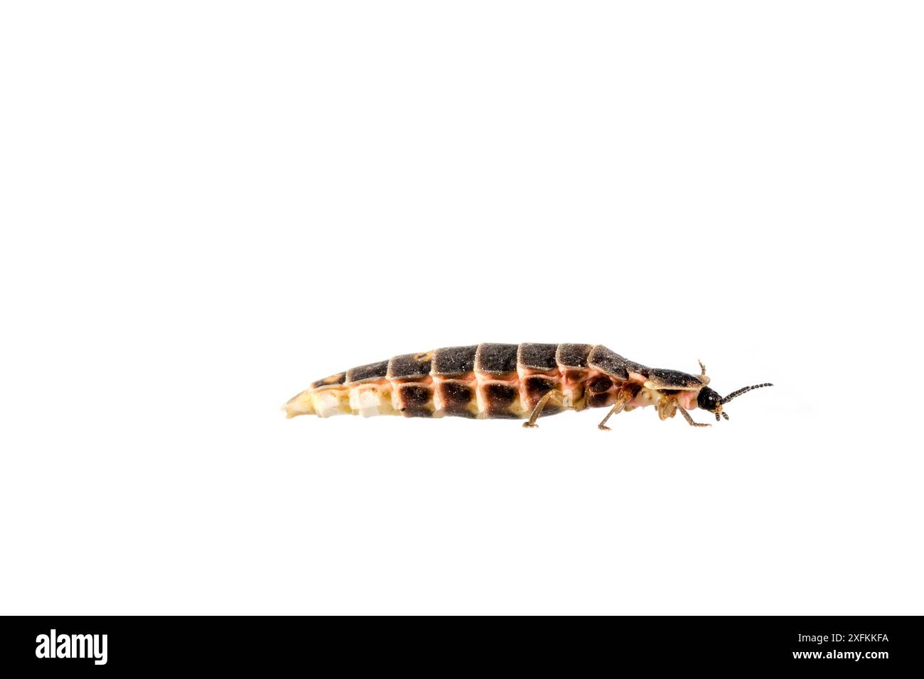 Glowworm (Lampyris noctiluca), Lorsch, Hessen, Germany ...