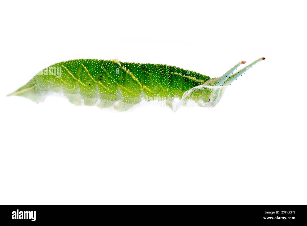 Purple Emperor Caterpillar
