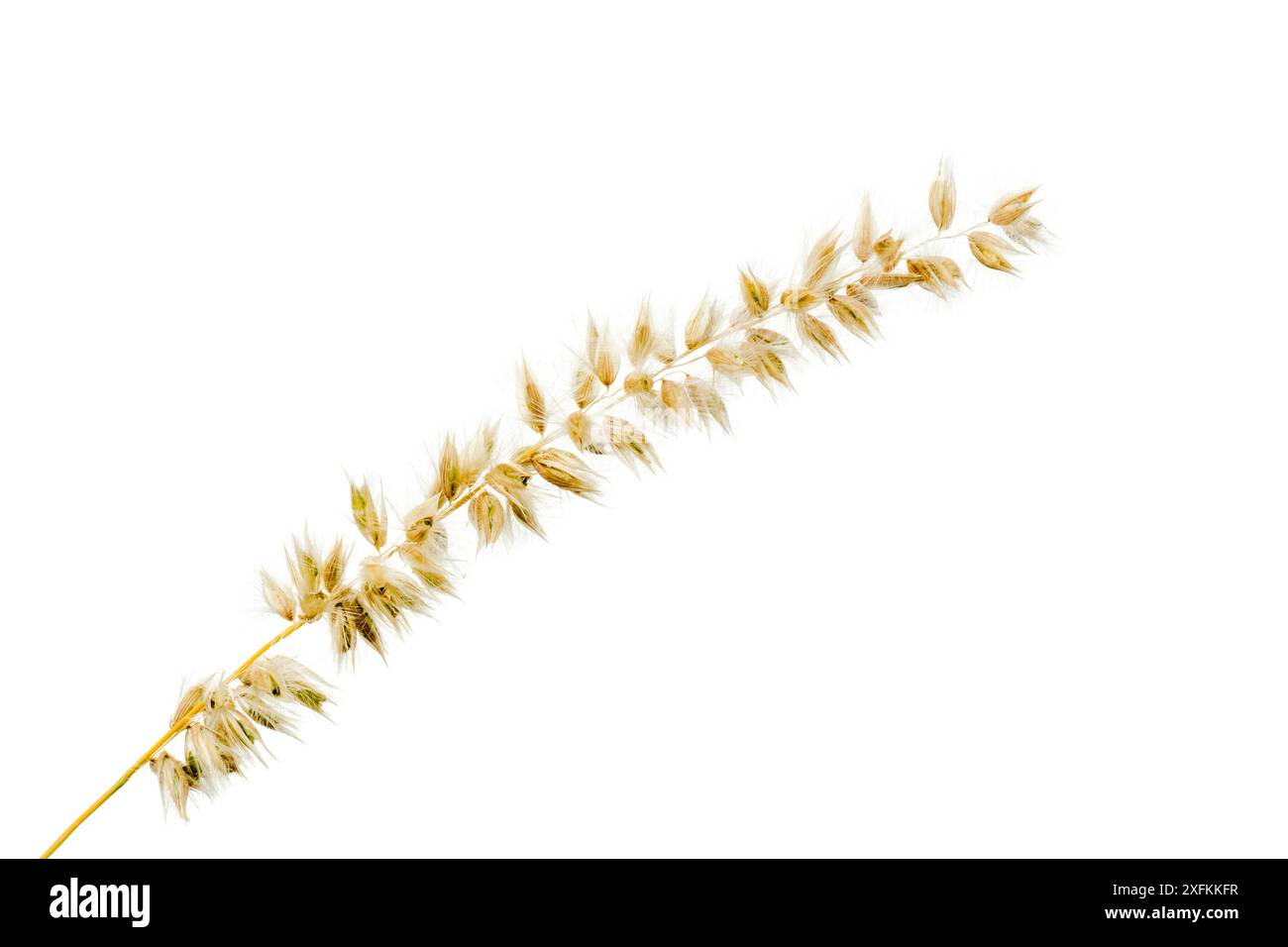 Melic grass Cut Out Stock Images & Pictures - Alamy