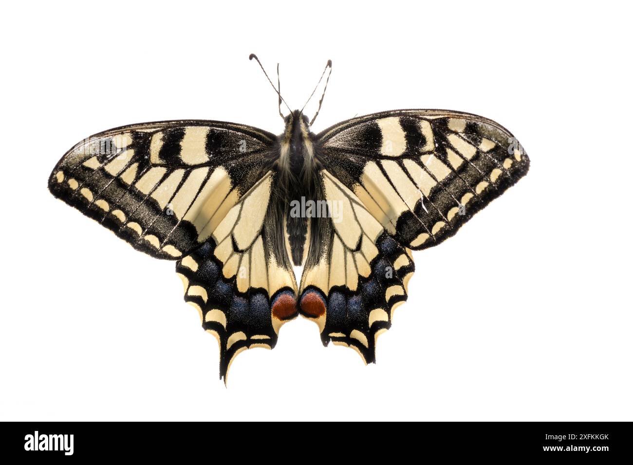 Common swallowtail butterfly (Papilio machaon), Lorsch, Hessen, Germany ...