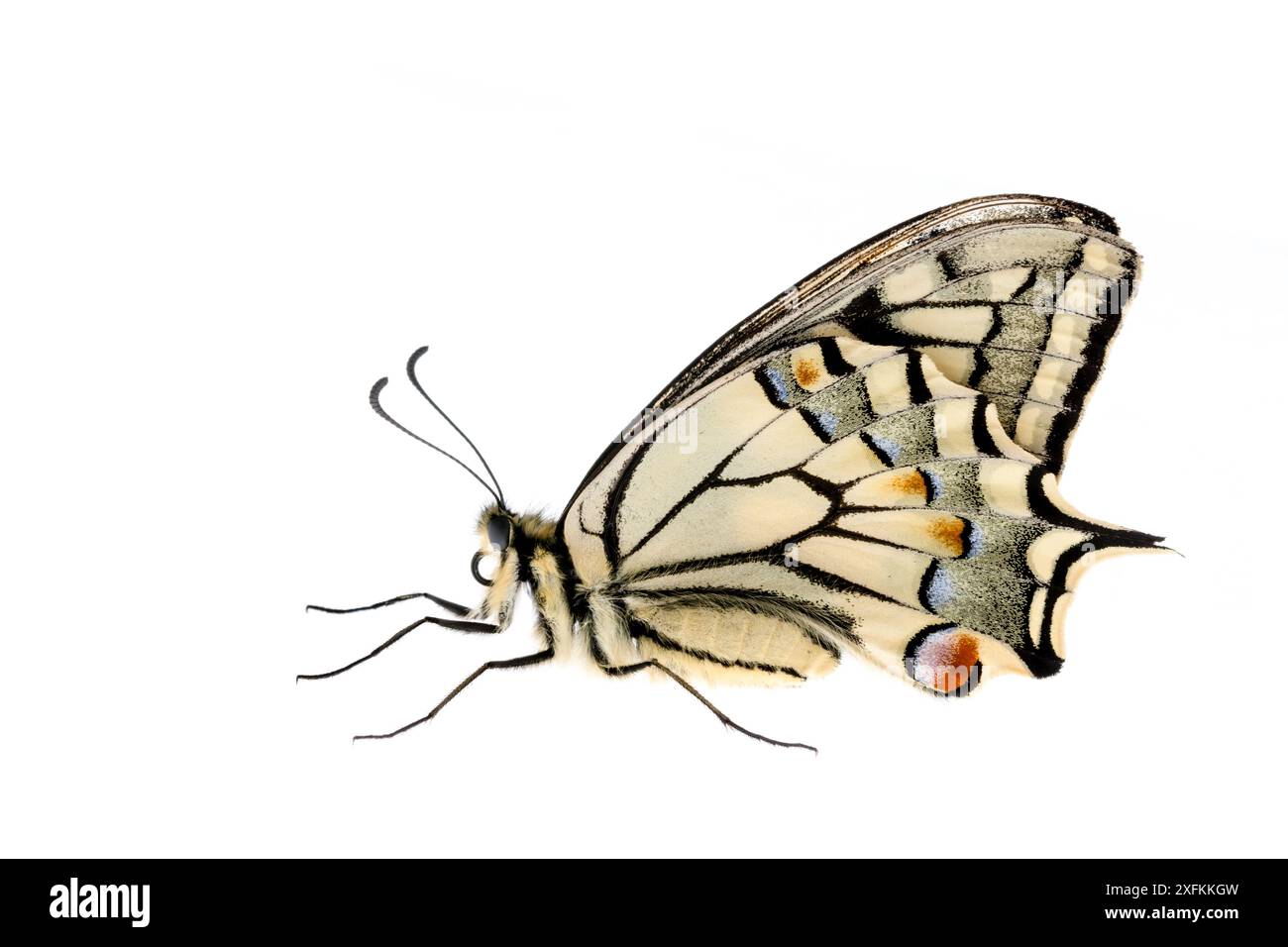 Common swallowtail butterfly (Papilio machaon), Lorsch, Hessen, Germany ...