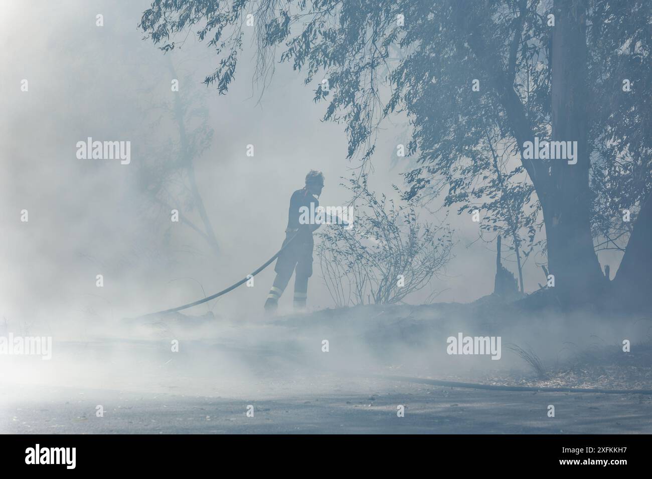 People escape from a fire with lots of smoke. tree devoured by flames ...