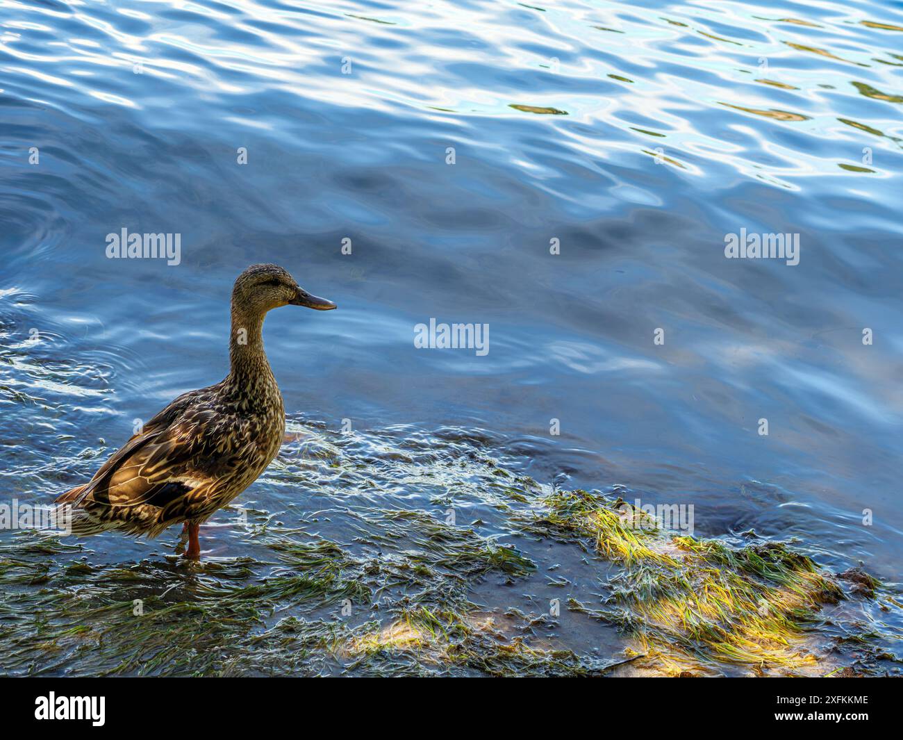 Swamp water pound hi-res stock photography and images - Alamy