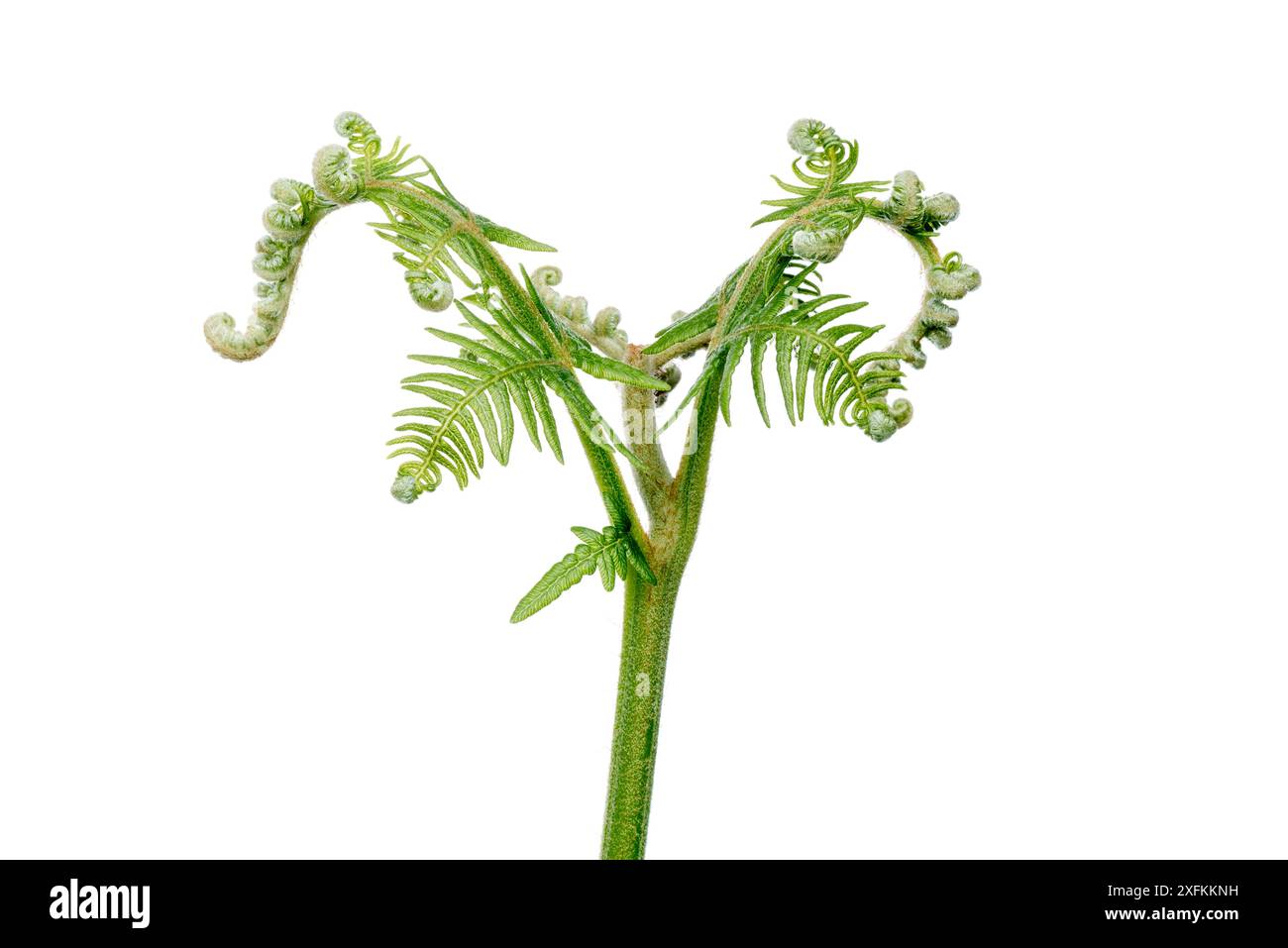 Brackenferns hi-res stock photography and images - Alamy