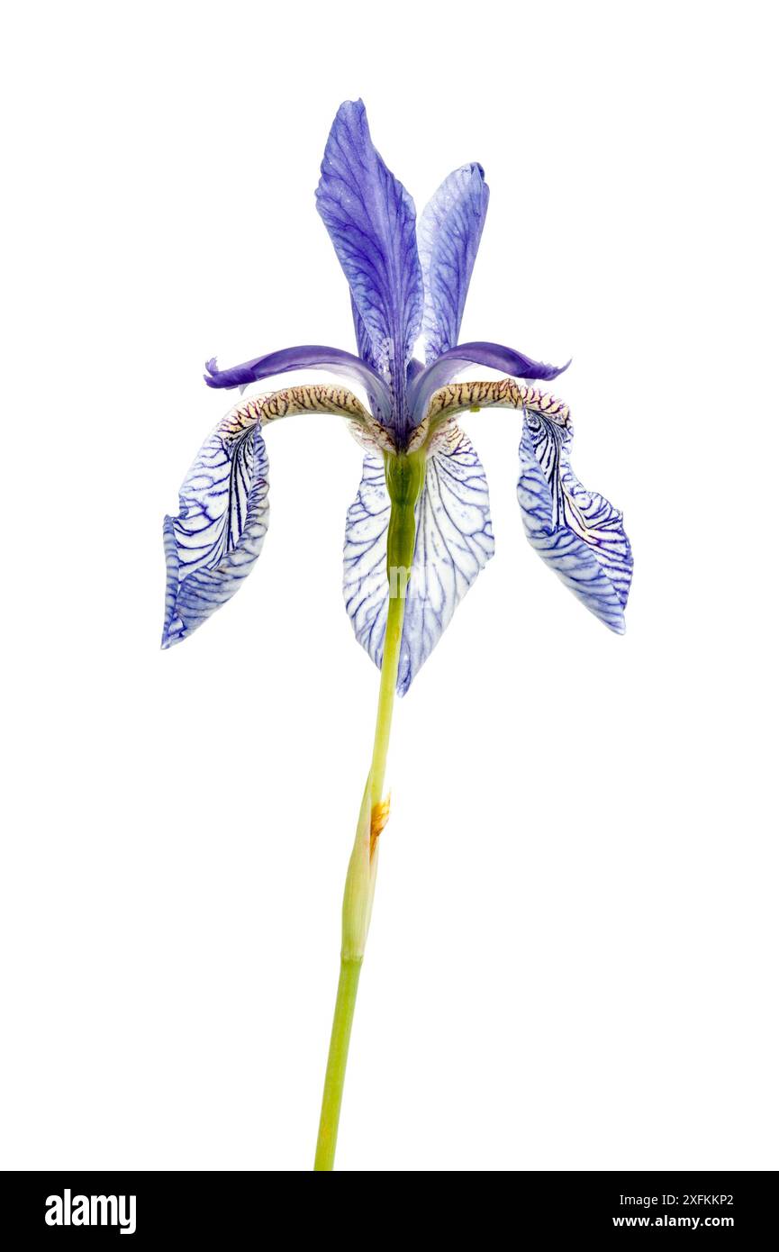 Siberian iris (Iris sibirica), Lochbusch-Konigswiesen Nature Reserve ...