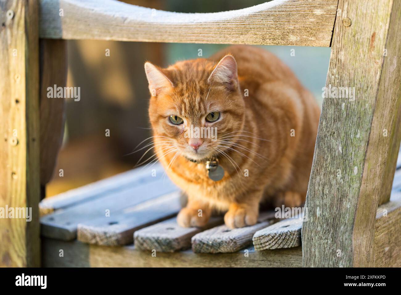 Domestic cat ginger hi-res stock photography and images - Alamy