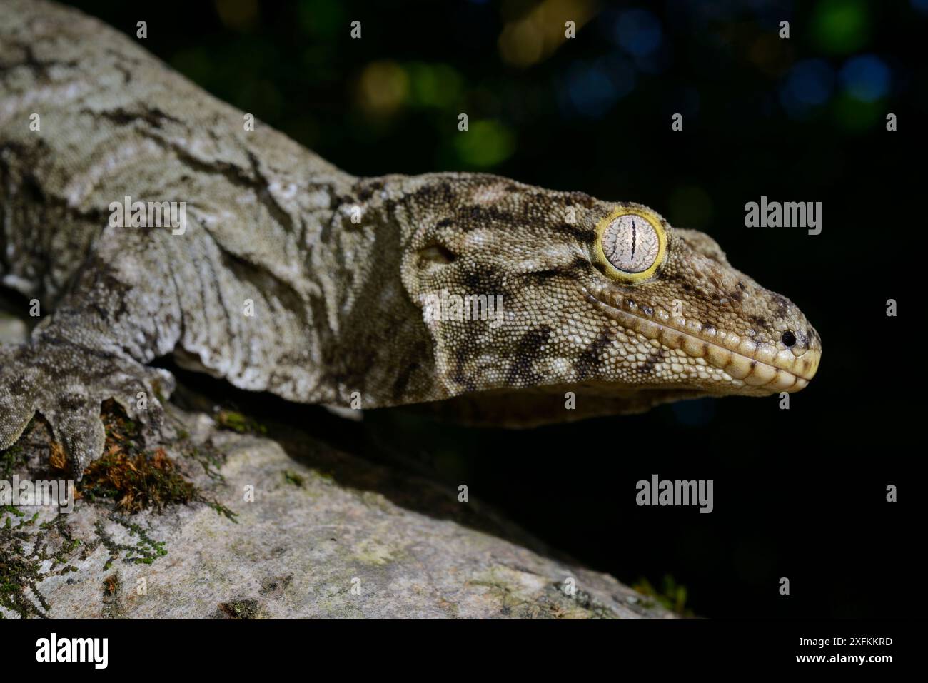 Henkel's giant gecko (Rhacodactylus leachianus henkeli) Isle of Pines ...